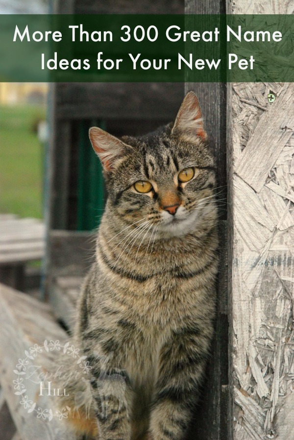 More Than 300 Great Name Ideas For Your New Pet More Than 300 Great Name Ideas For Your New Pet