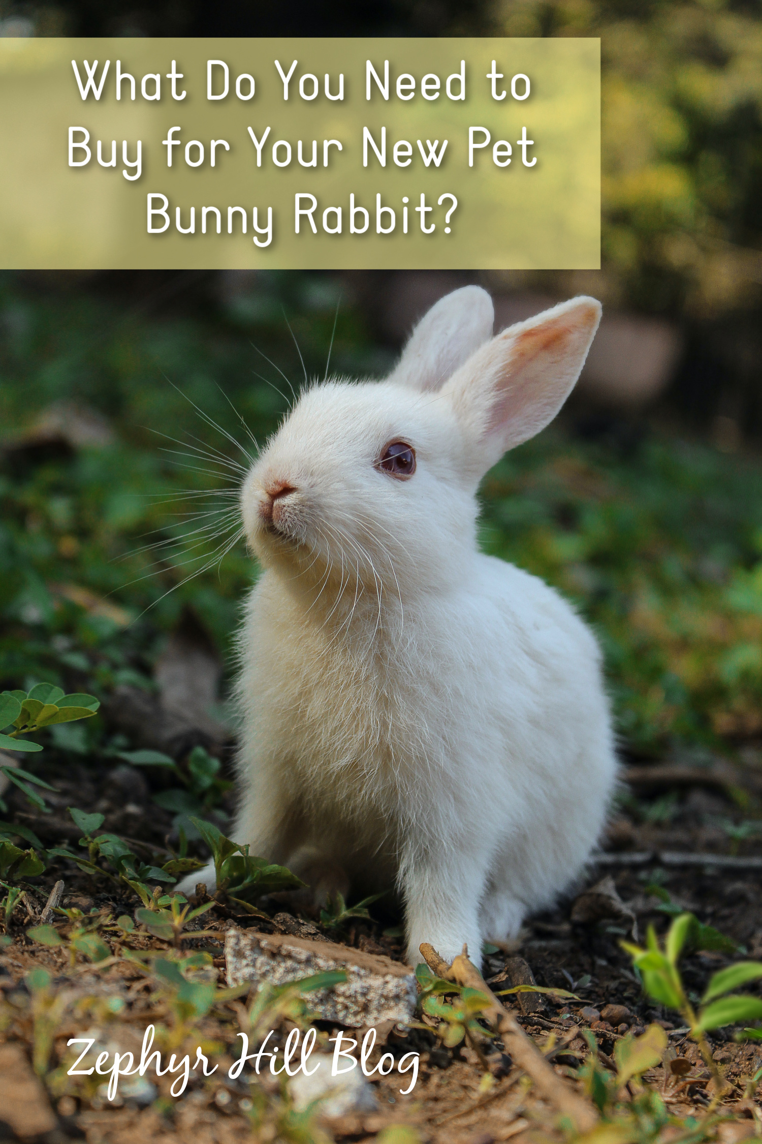 What Do You Need to Buy for Your New Pet Bunny Rabbit?